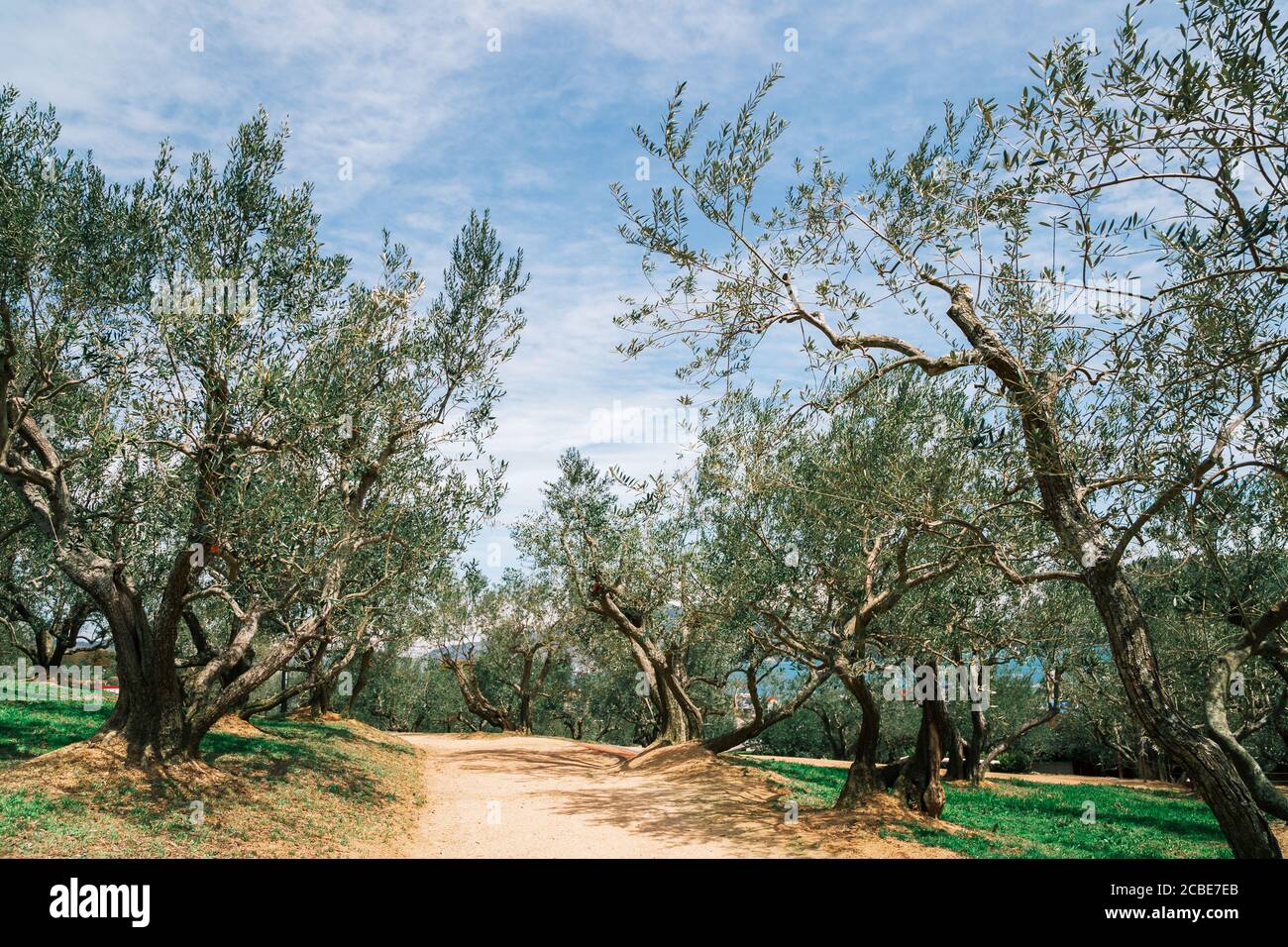 Shodoshima island Olive park in Kagawa, Japan Stock Photo - Alamy