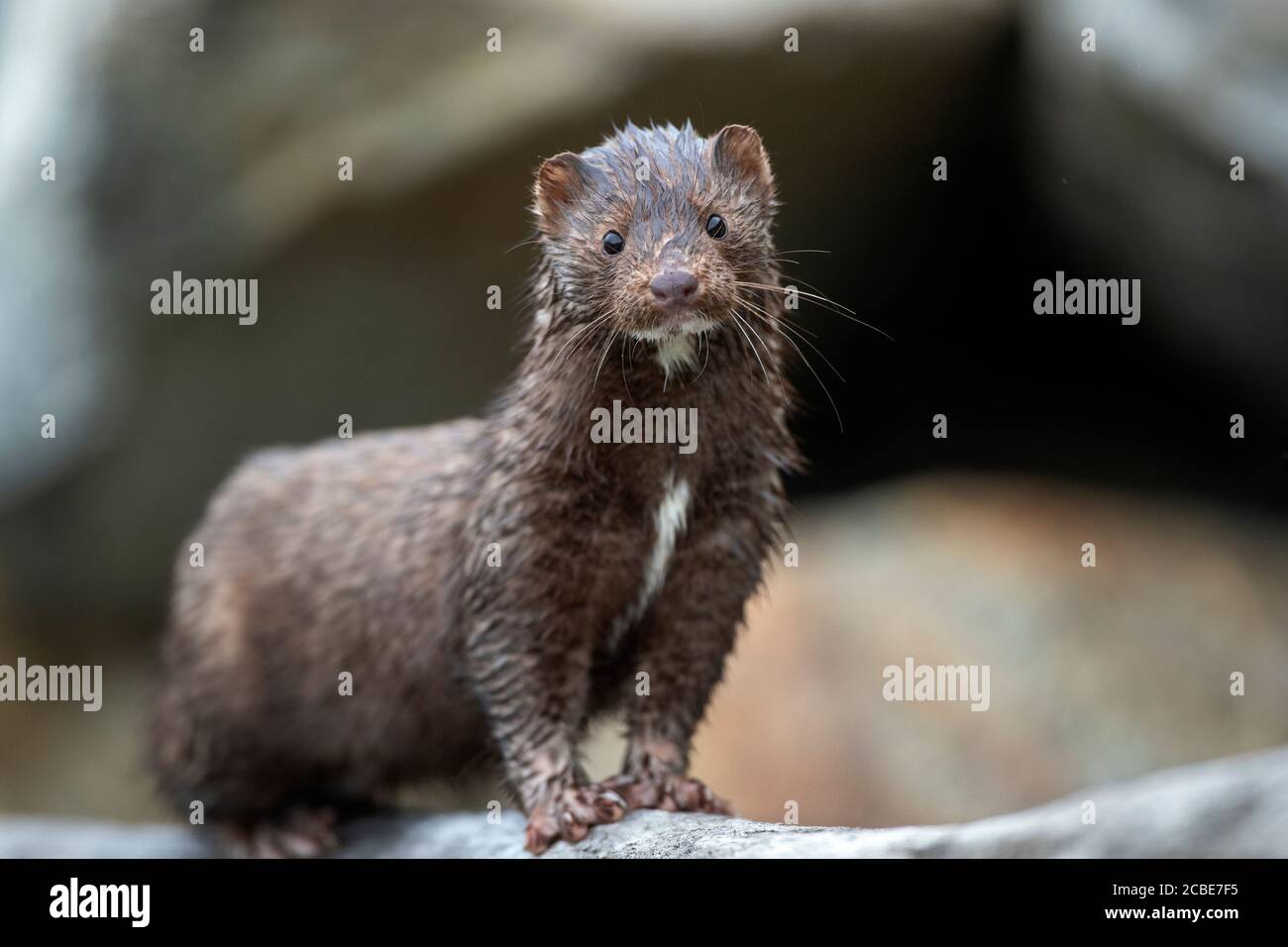 American mink (Neogale vison) with wet fur perched on a log, showing ...