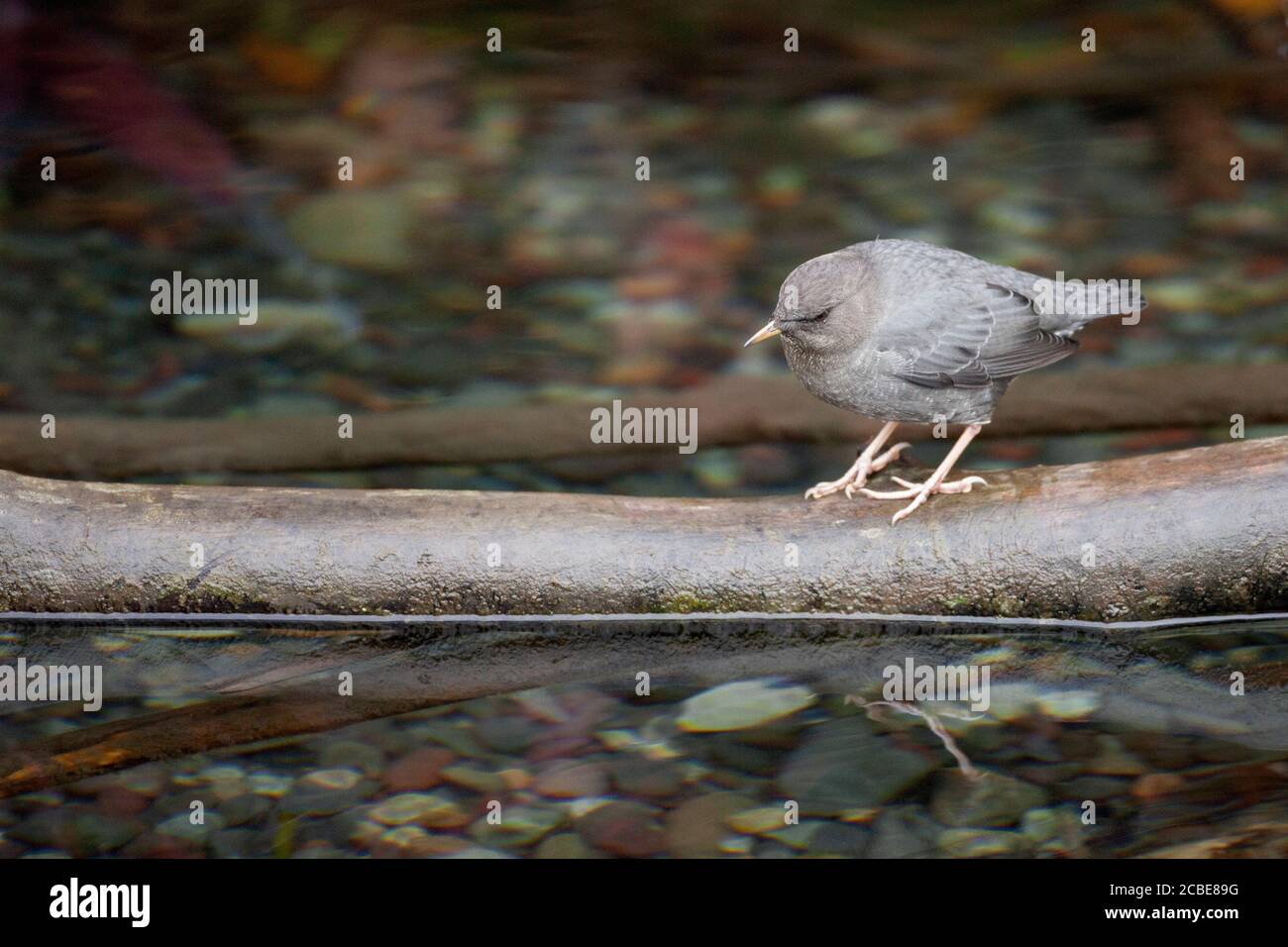 Water ouzel hi-res stock photography and images - Alamy