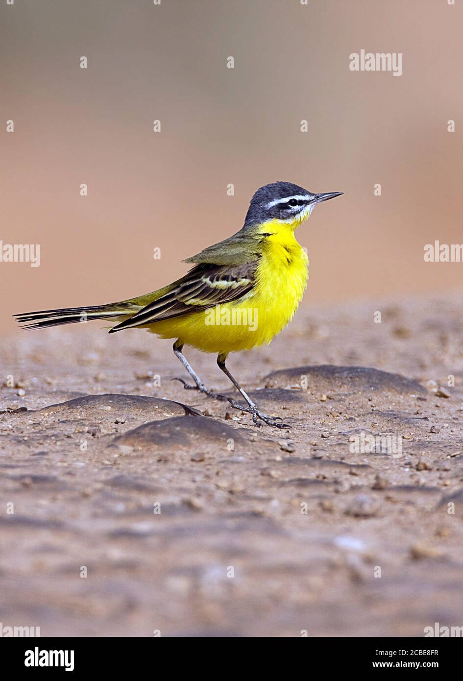 Blue headed wagtail motacilla flava flava adult male hi-res stock photography and images - Alamy