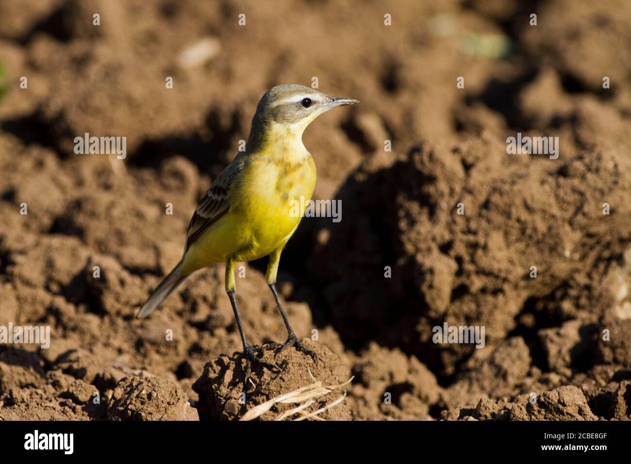 Adult male Blue-headed Wagtail (Motacilla flava flava) Photographed in Israel in September Stock ...