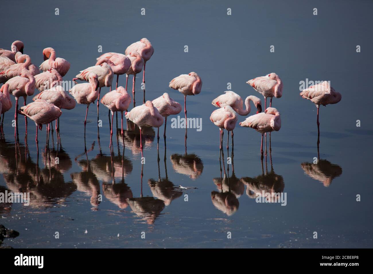 Lesser flamingo (Phoeniconaias minor) Colony of flamingos at Lake ...