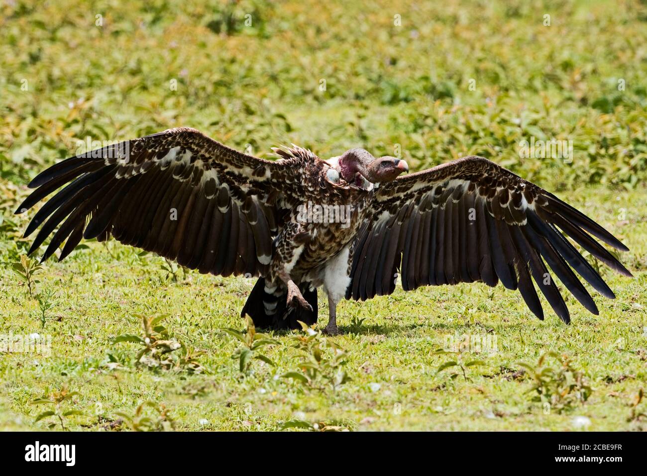 Vultures of central africa hi-res stock photography and images - Alamy