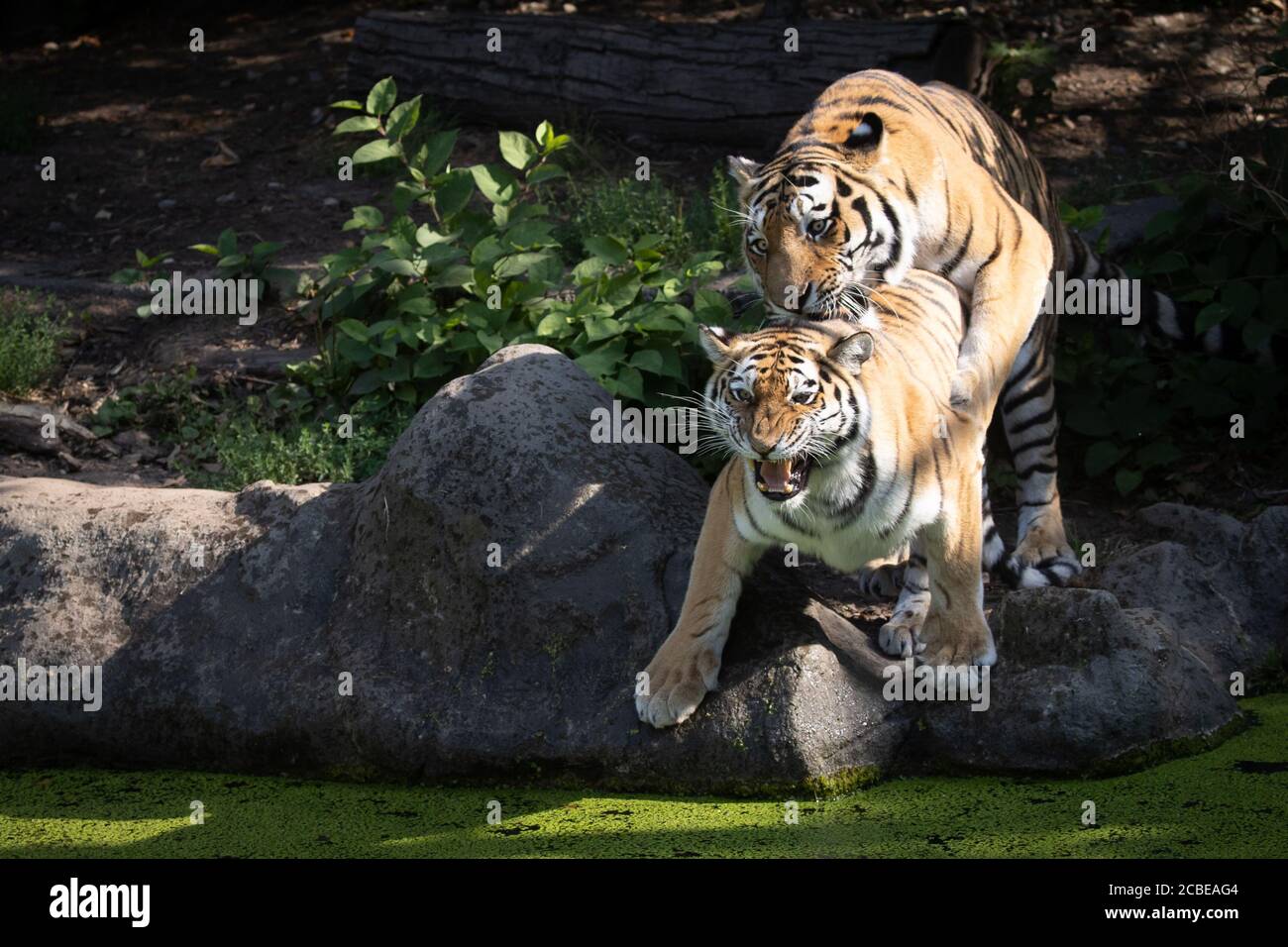 Female zoo keeper tiger hi-res stock photography and images - Alamy