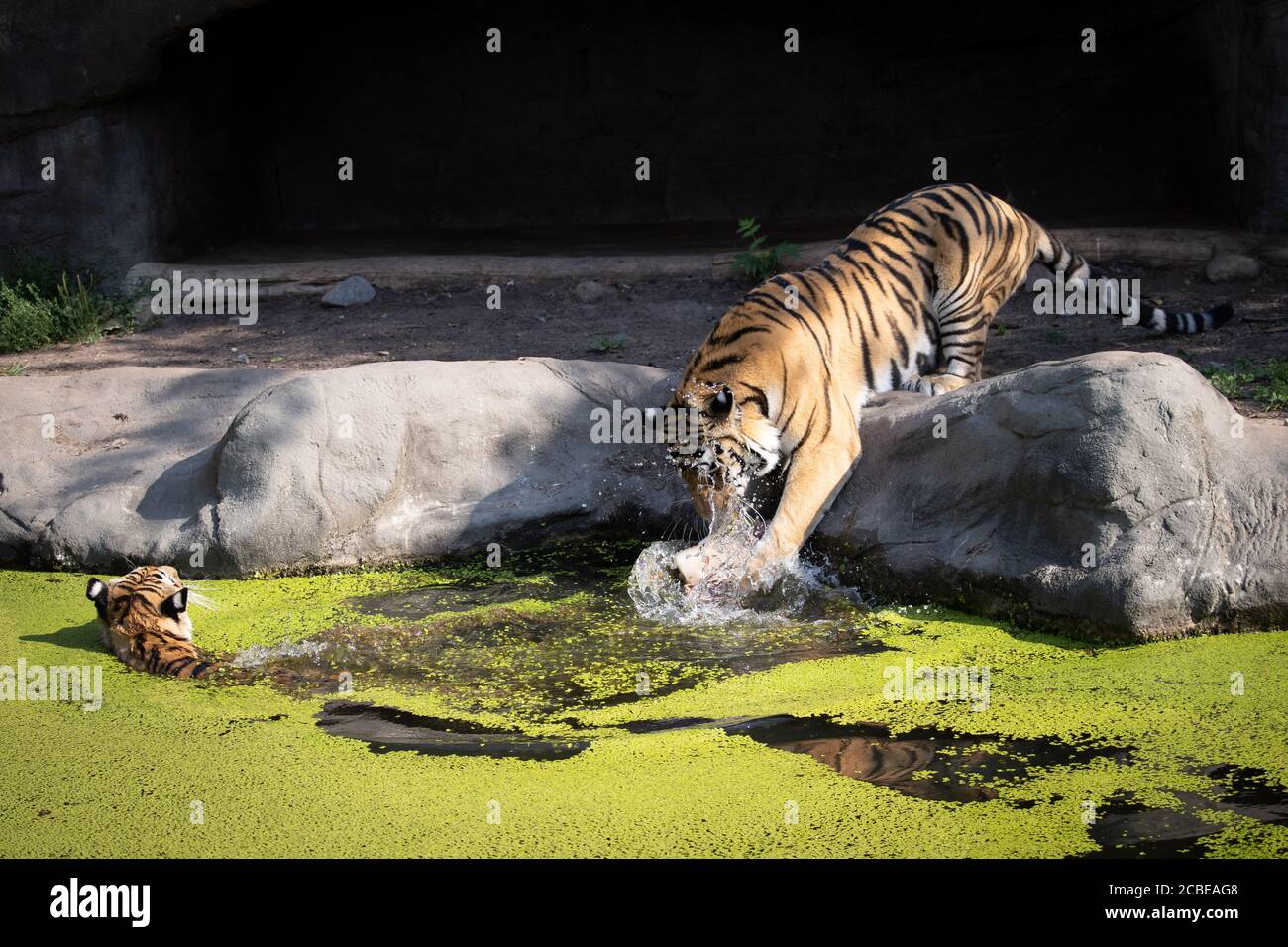 Hamburg, Germany. 13th Aug, 2020. Female tiger Maruschka (l) and her ...