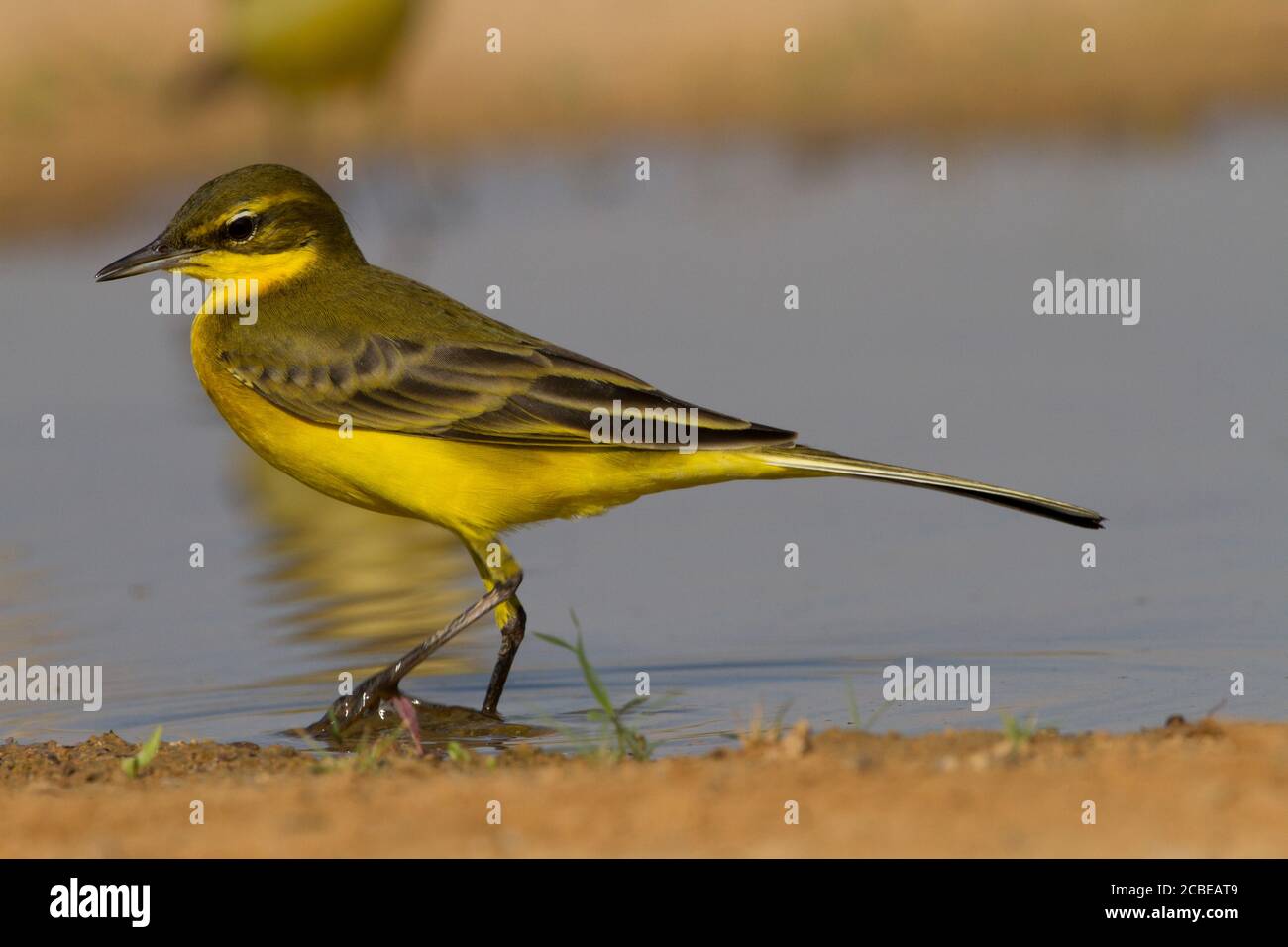 Western Yellow Wagtail (Motacilla flava) near water, Yellow wagtails ...