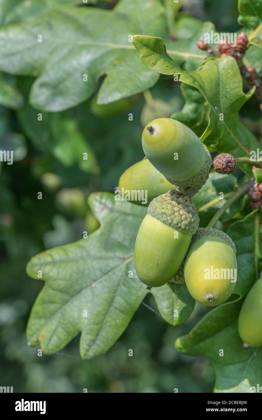 Acorns autumn uk hi-res stock photography and images - Alamy