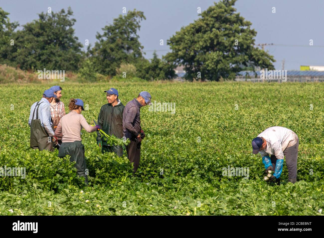 Cutting celery harvest in a field in Tarleton, Lancashire. Aug 2020. UK ...