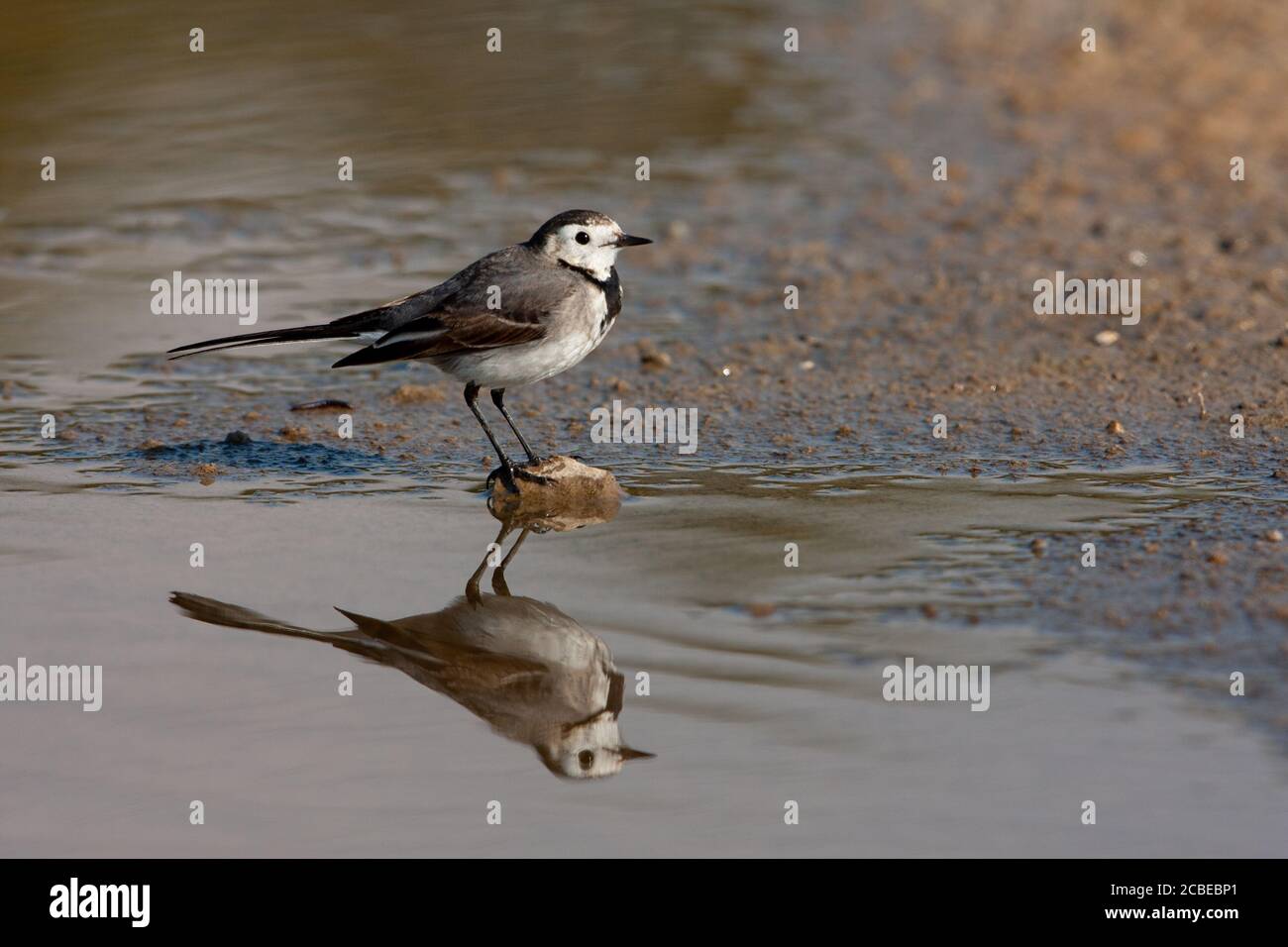 White wagtail (Motacilla alba) standing in a pool. White wagtails are ...