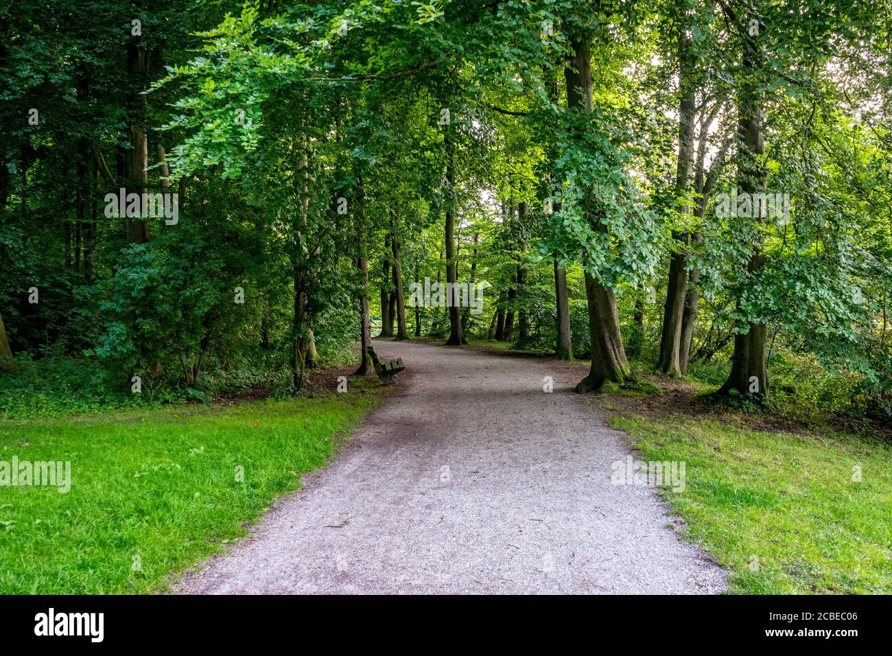 Narrow road in a forest covered in greenery at daylight Stock Photo - Alamy