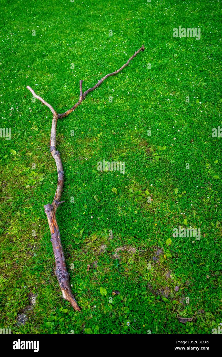 Top view of a tree branch on the ground covered in greenery under the ...