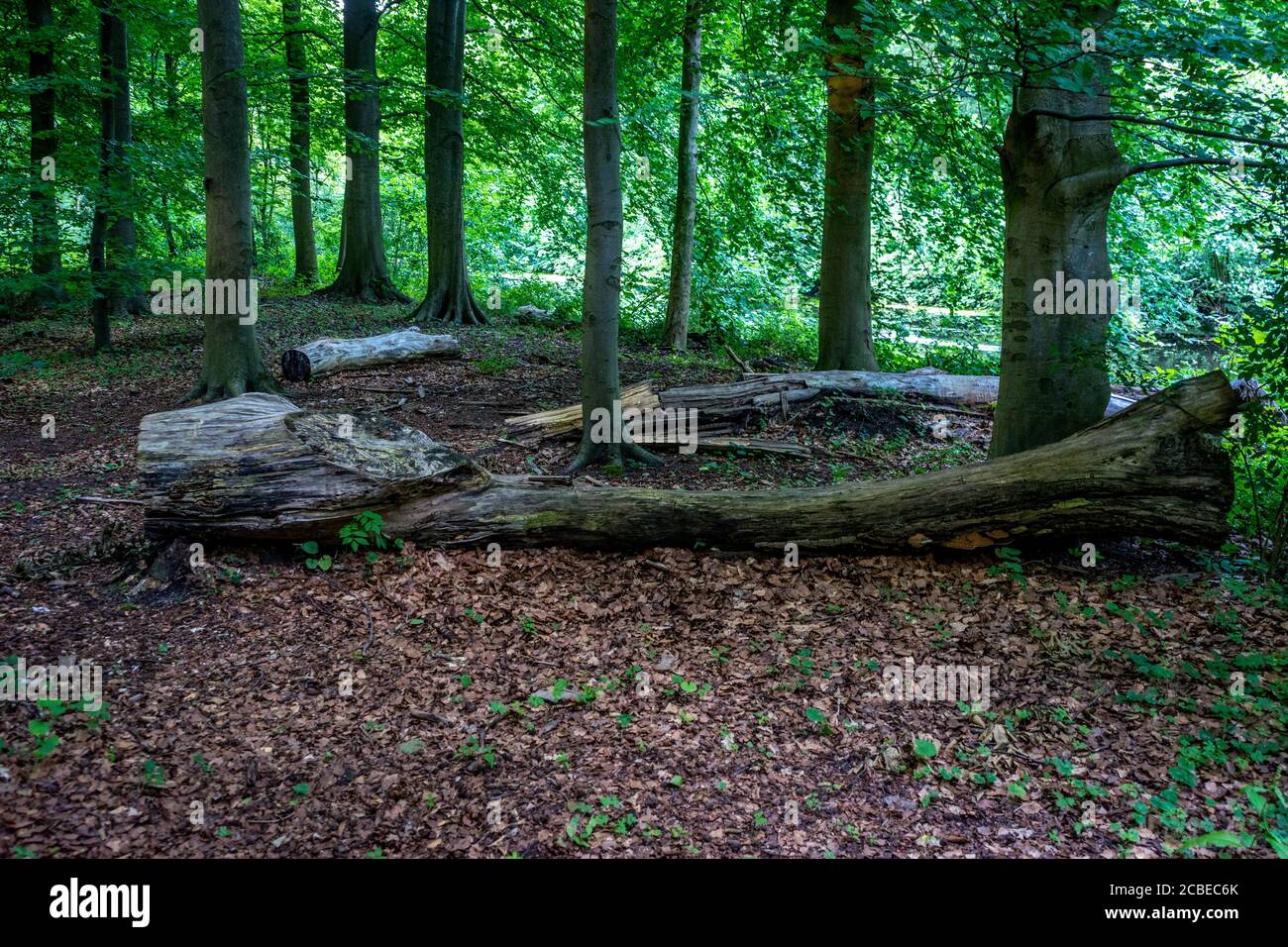 Beautiful scene of foliage forest trees with pieces of tree trunks on ...