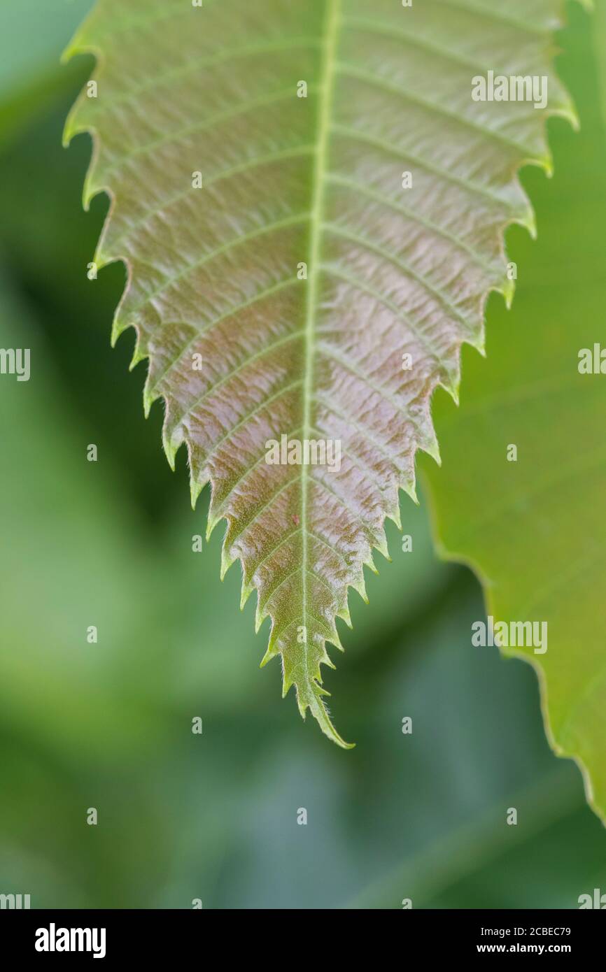 Young chestnut tree hi-res stock photography and images - Alamy