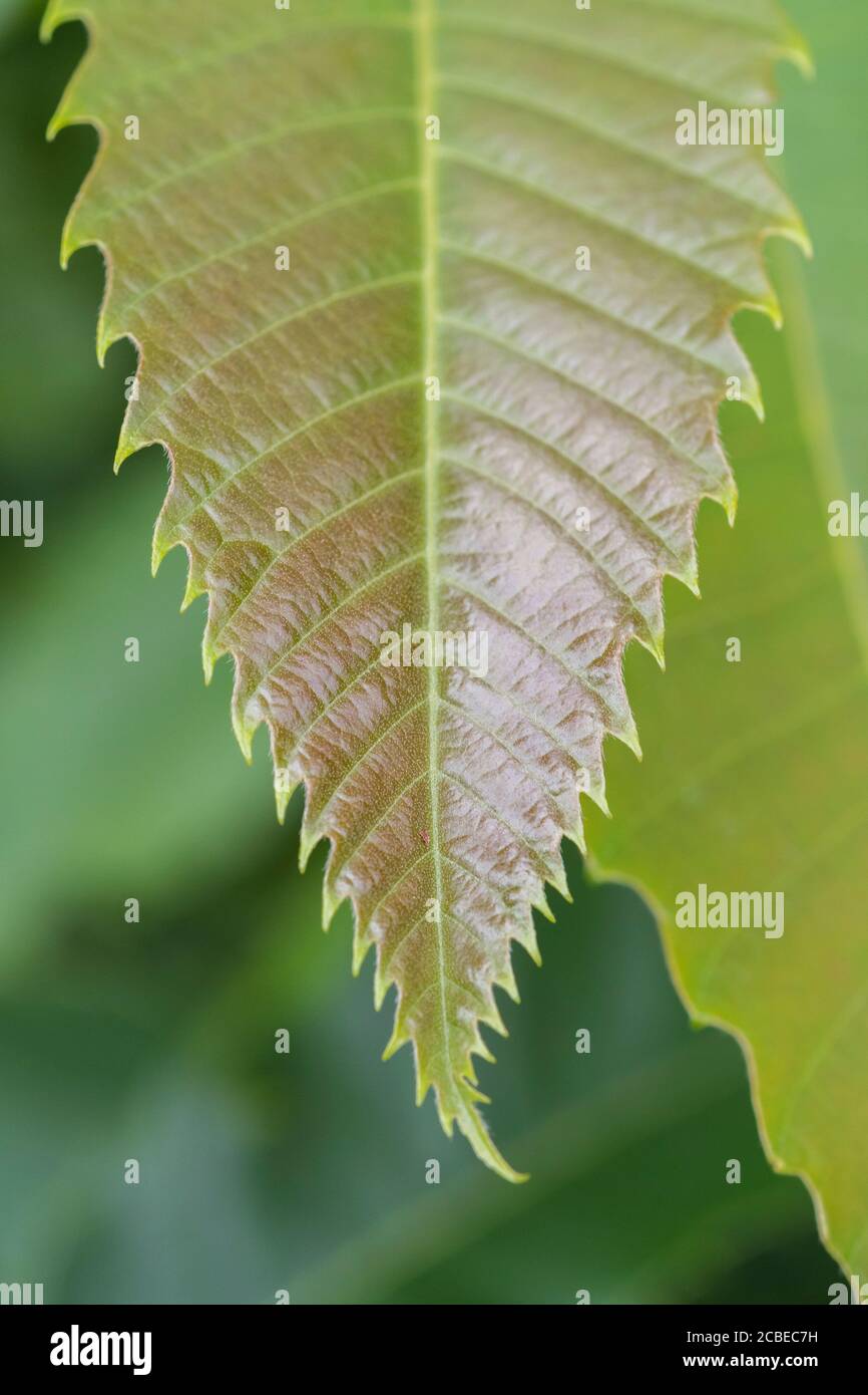 Reddening young Chestnut tree / Castanea sativa leaves - marron ...