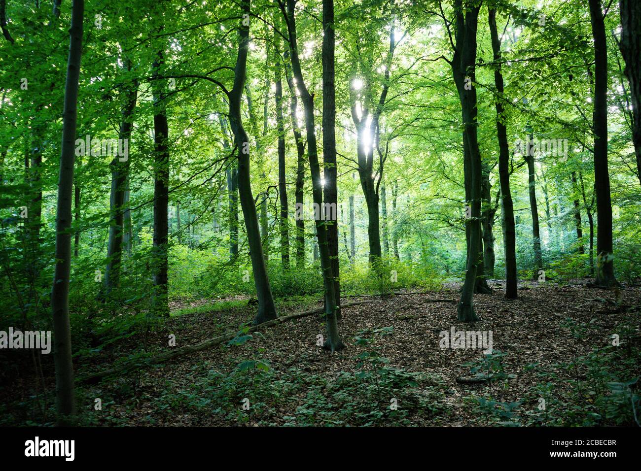 Beautiful shot of a forest surrounded by foliage fresh green trees ...