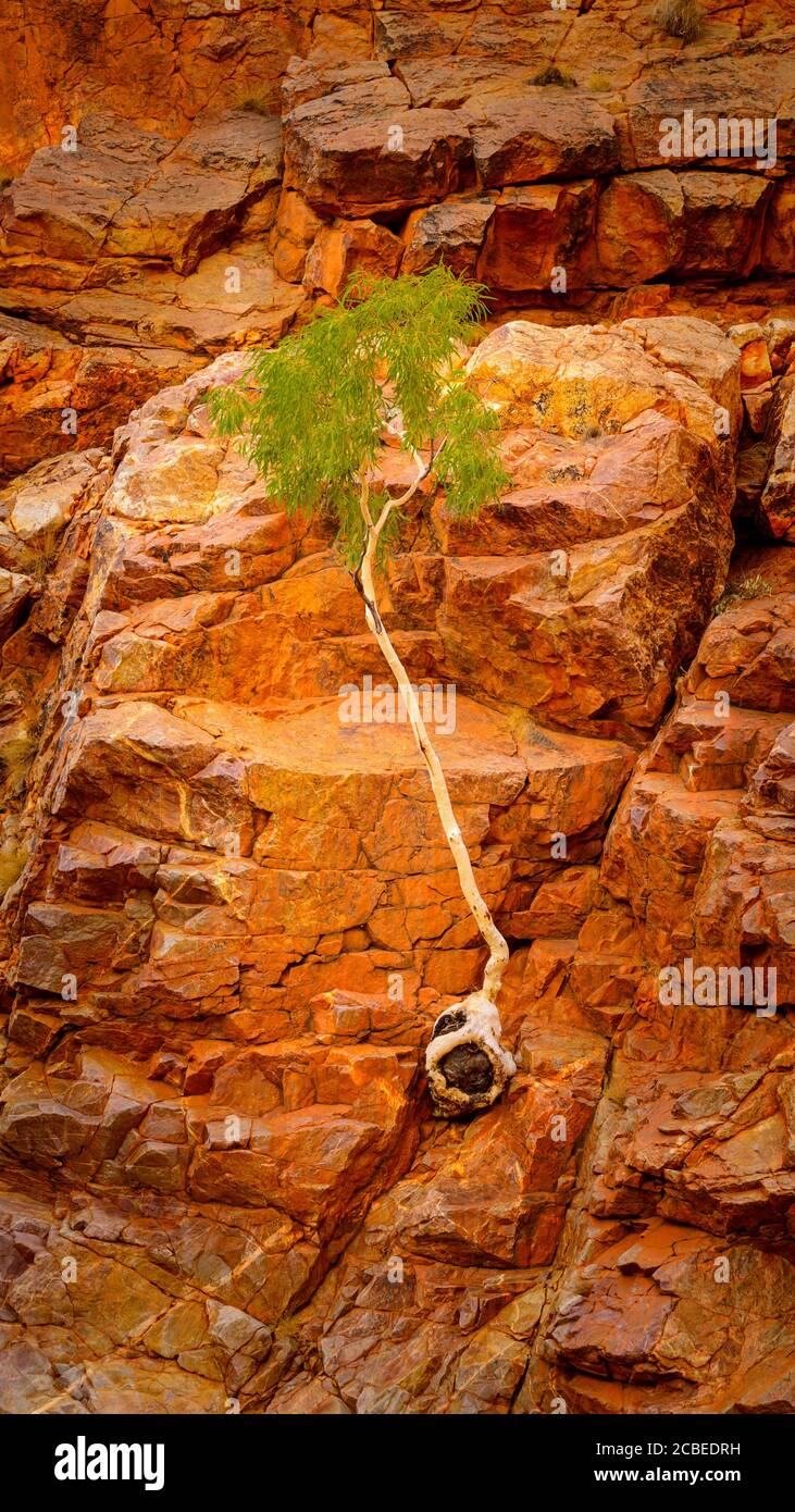 Growing in a rock bonsai hi-res stock photography and images - Alamy