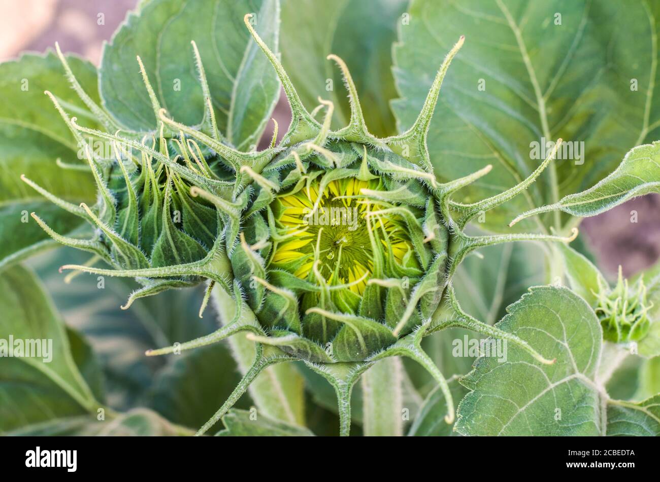Close up young sunflower stem hi-res stock photography and images - Alamy
