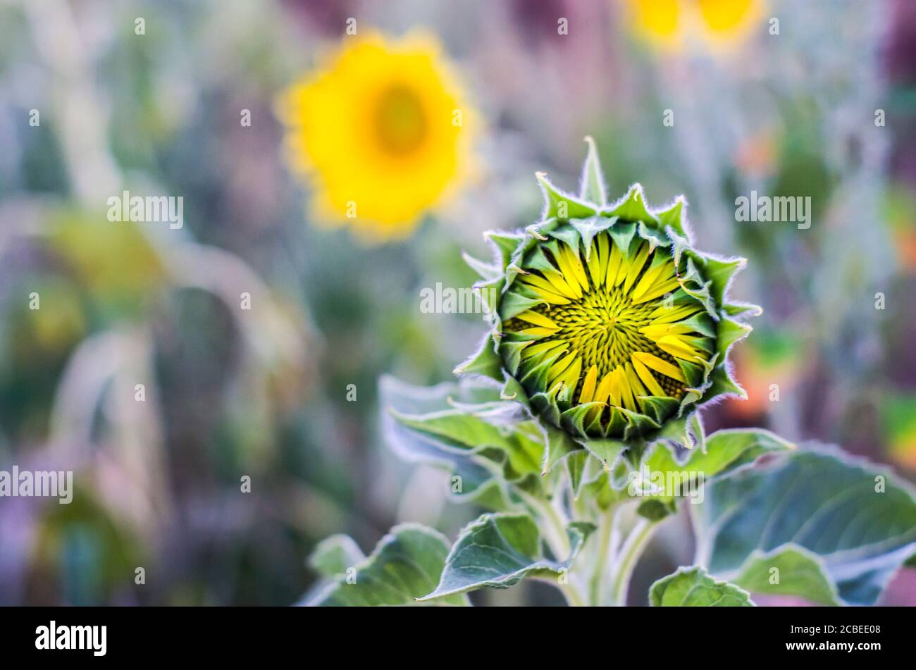 Close up young sunflower stem hi-res stock photography and images - Alamy