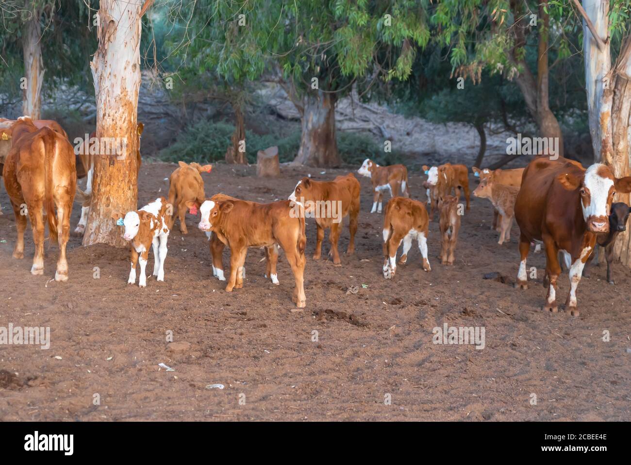 Free roaming grazing animals hi-res stock photography and images - Alamy