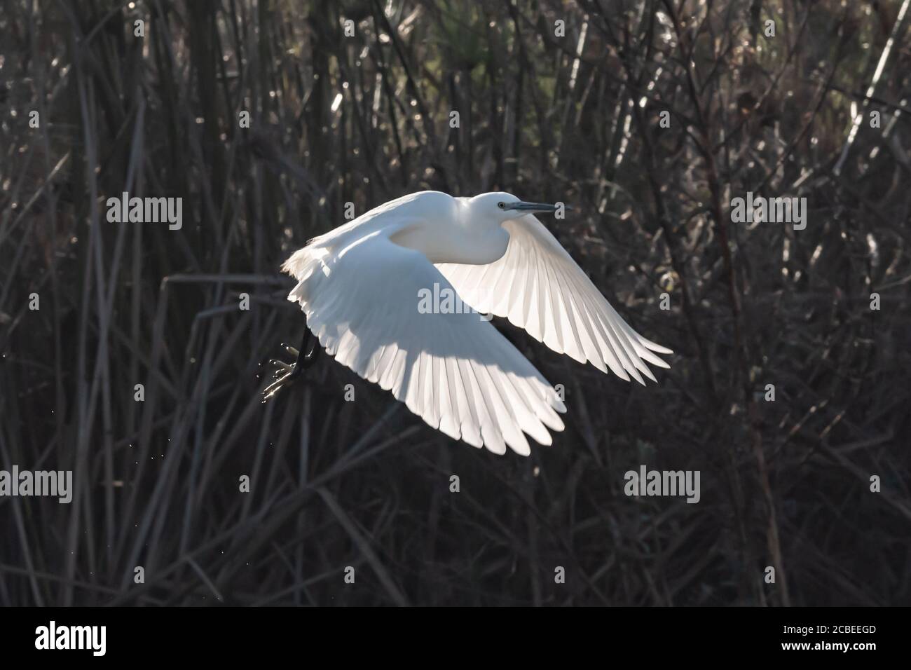Little Egret (Egretta garzetta) This small white heron is native to ...
