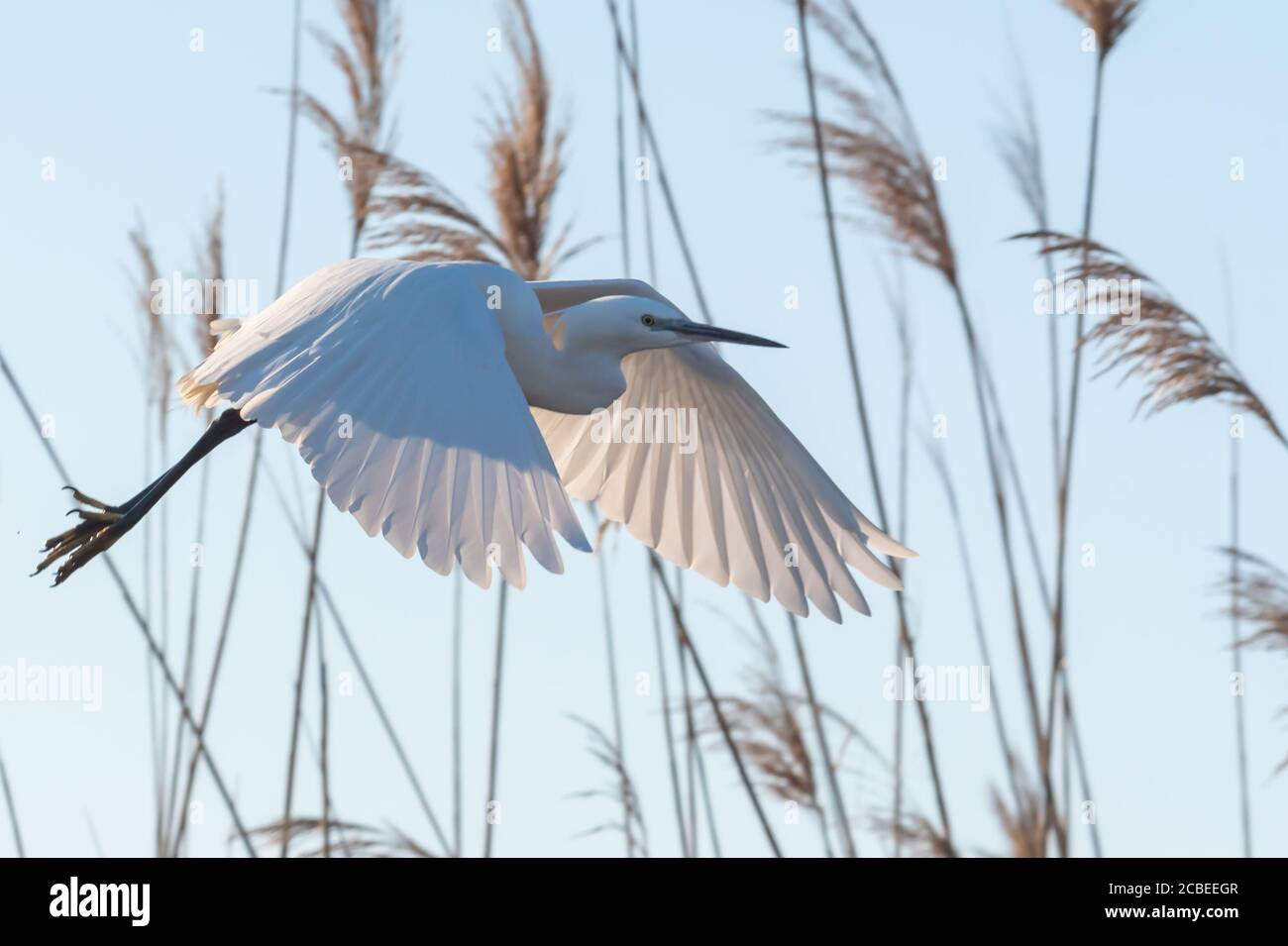 Little Egret (Egretta garzetta) This small white heron is native to ...