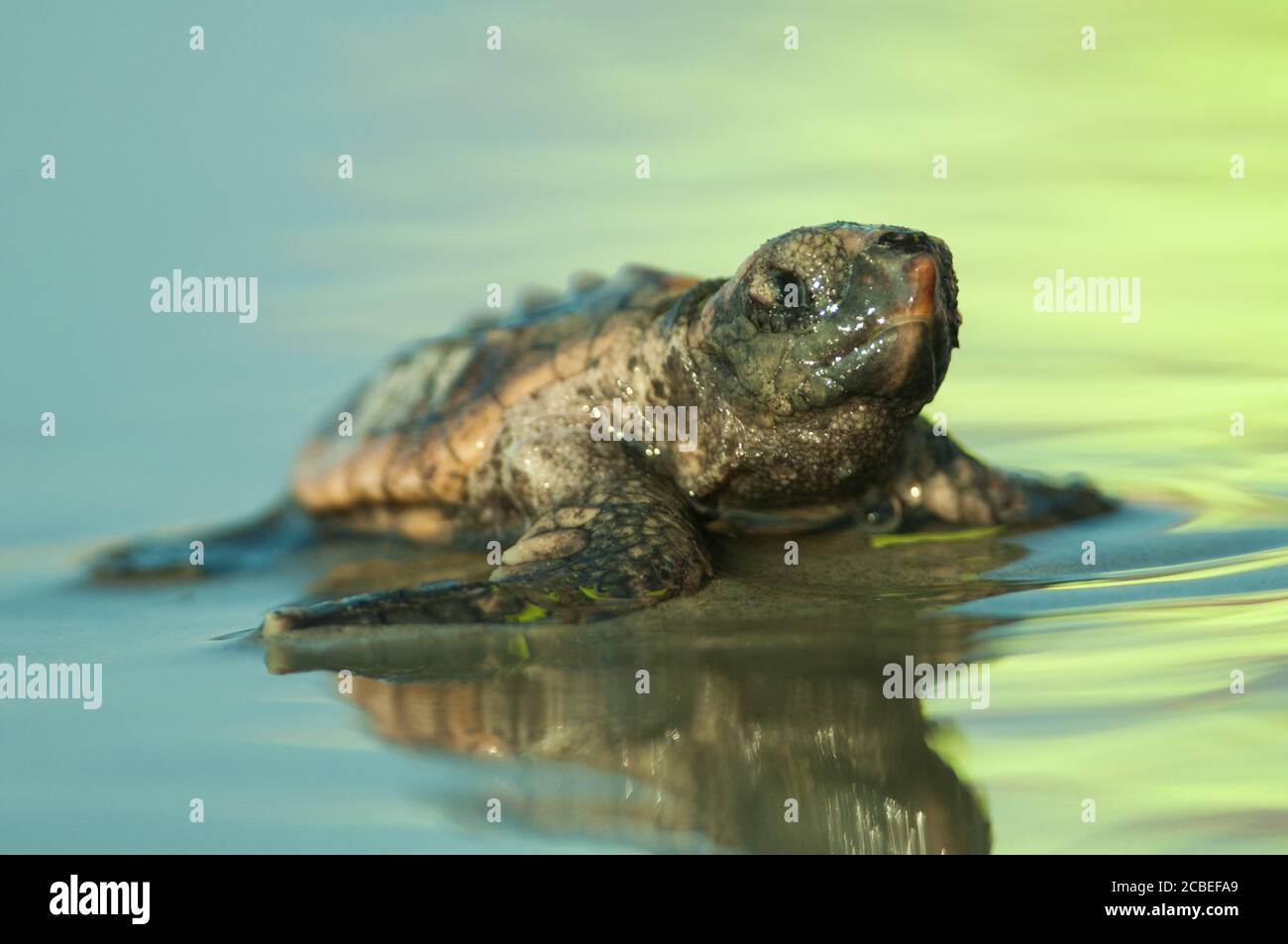 Baby Loggerhead sea turtle at the water Stock Photo - Alamy