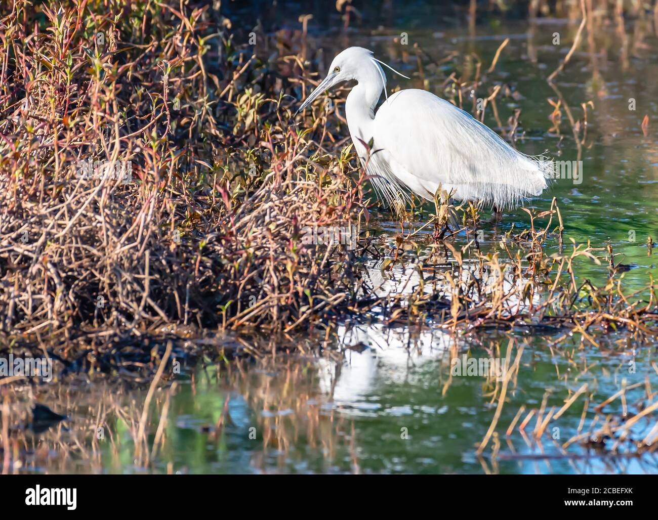 Little Egret (Egretta garzetta) This small white heron is native to ...