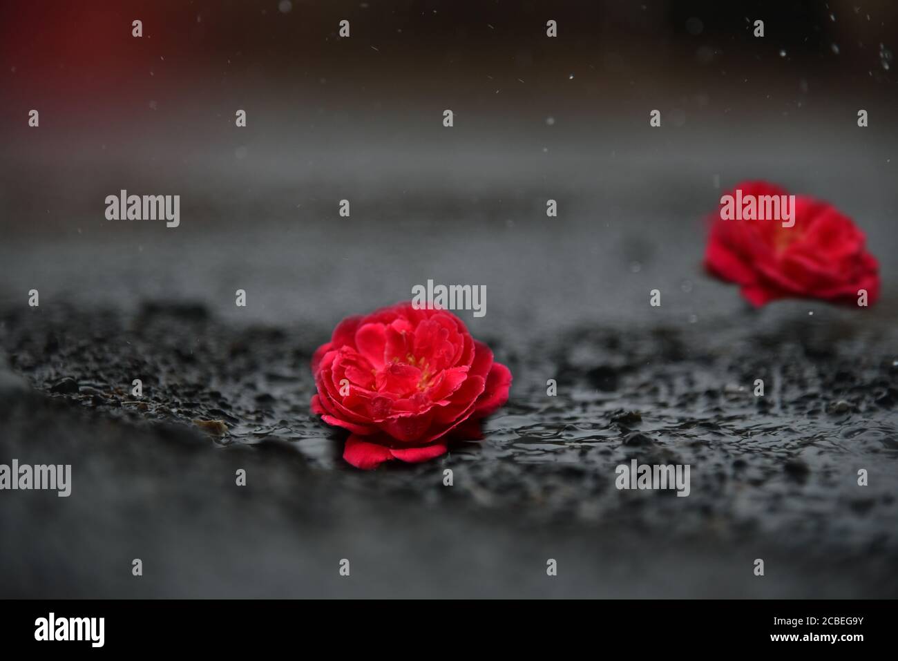 Rose on soil hi-res stock photography and images - Alamy