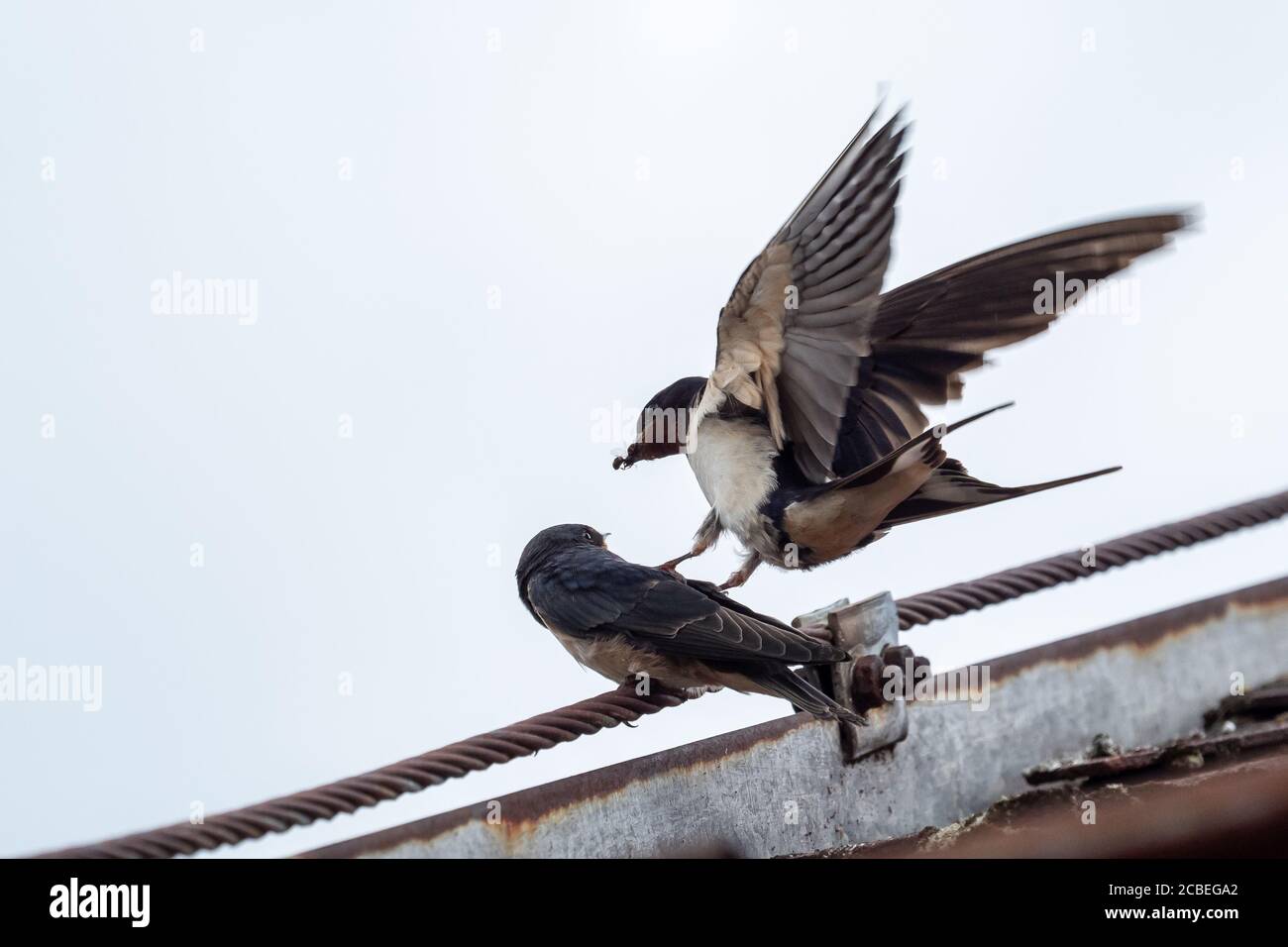 Adult swallow (Hirundo rustica) feeds a young fledgling swallow on roof ...