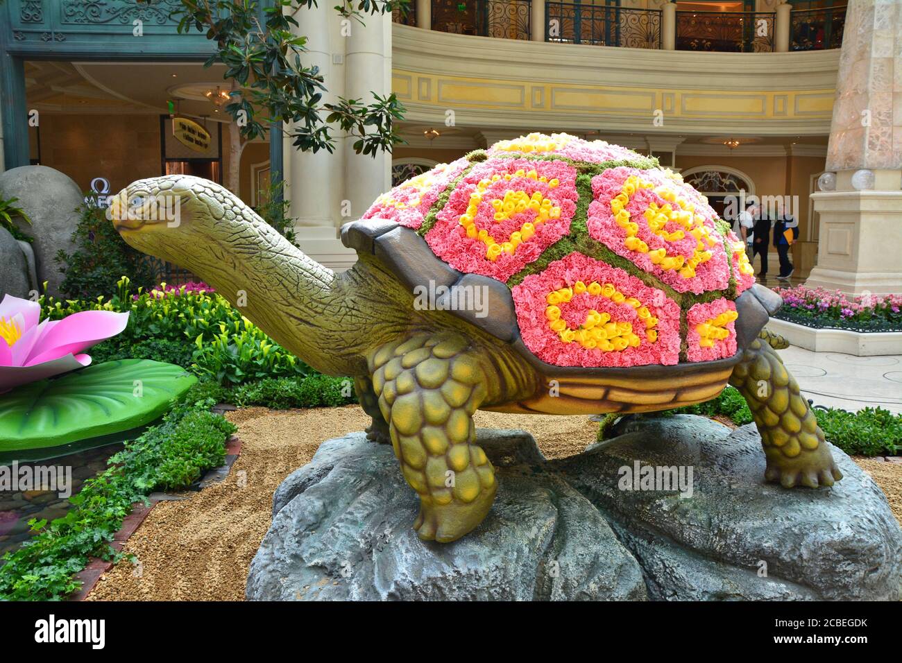 Tortoise display hi-res stock photography and images - Alamy
