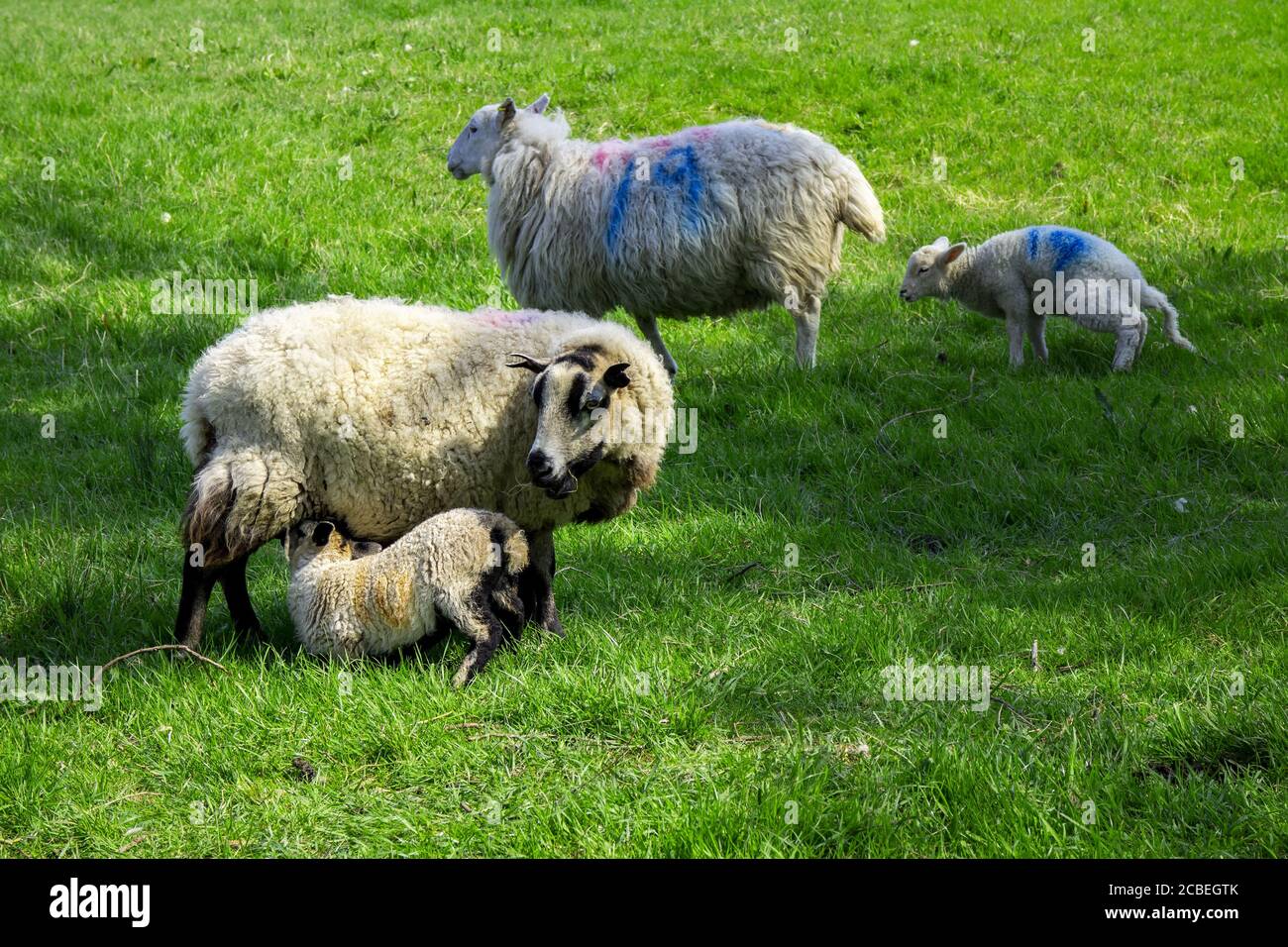 Numbered Lambs High Resolution Stock Photography and Images - Alamy