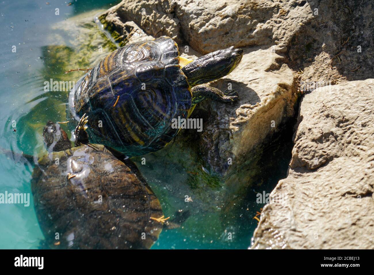 European pond turtle (Emys orbicularis), also known as the European ...