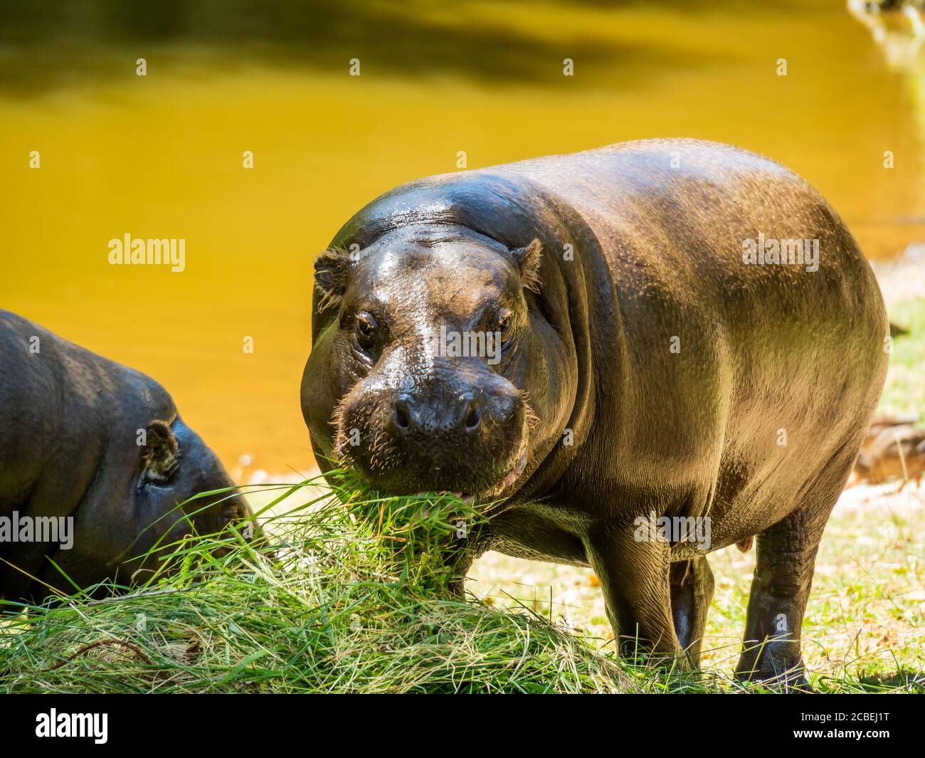 Front view of a large hippo feeding on green plants Stock Photo - Alamy