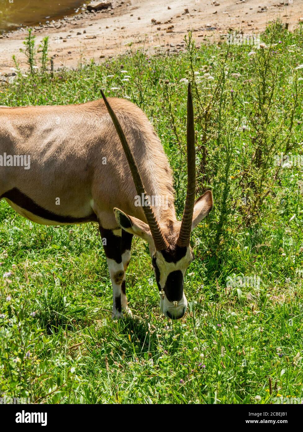 Vertical shot beautiful antelope hi-res stock photography and images ...