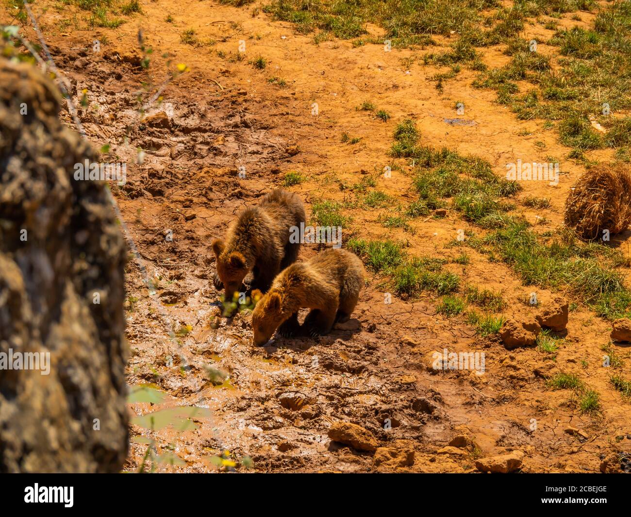 High angle shot of two fuzzy bears feeding in a dry field Stock Photo ...