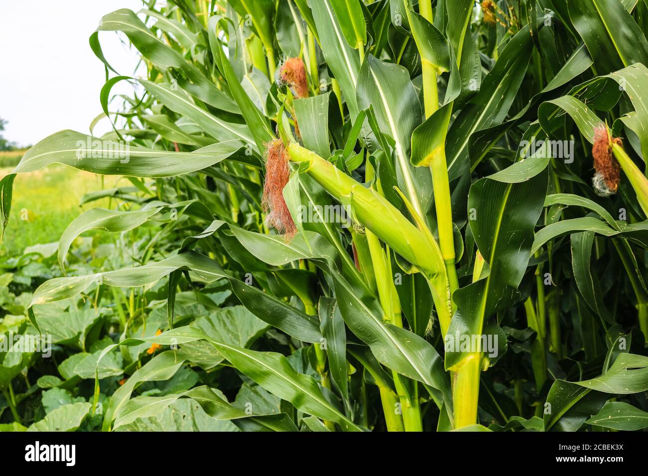 Field maize flowers leaves hi-res stock photography and images - Alamy