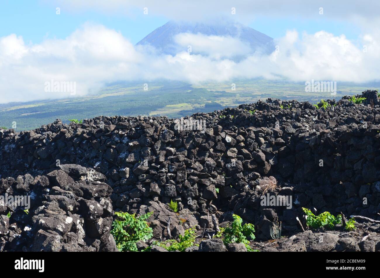 The conical Pico volcano looming ove traditional vineyards in Pico ...