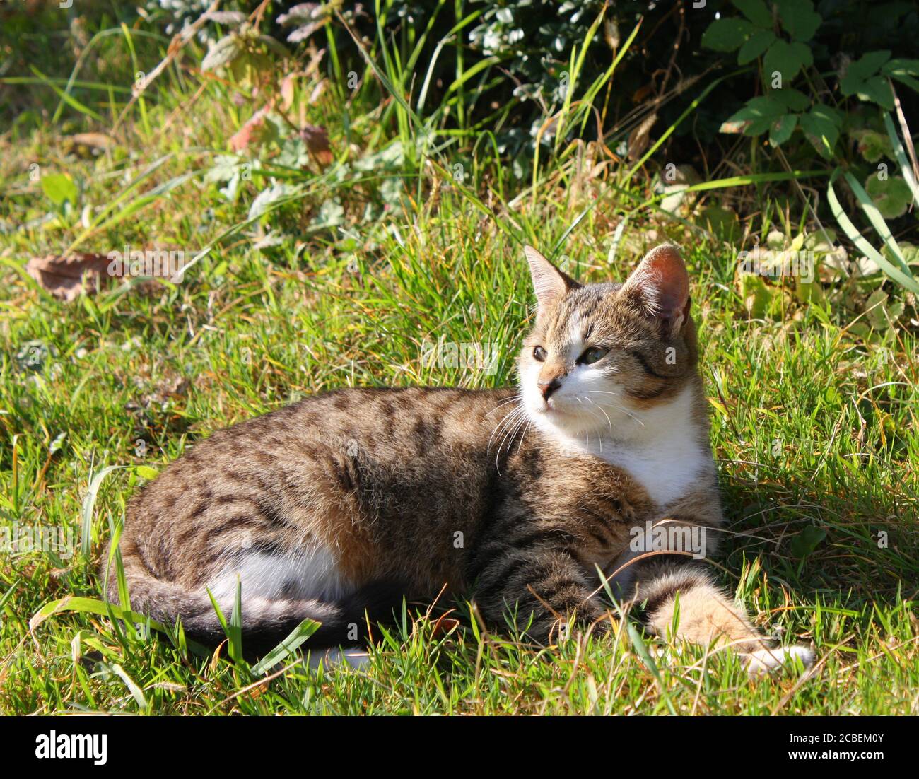 Happy cat lying down grass hi-res stock photography and images - Alamy
