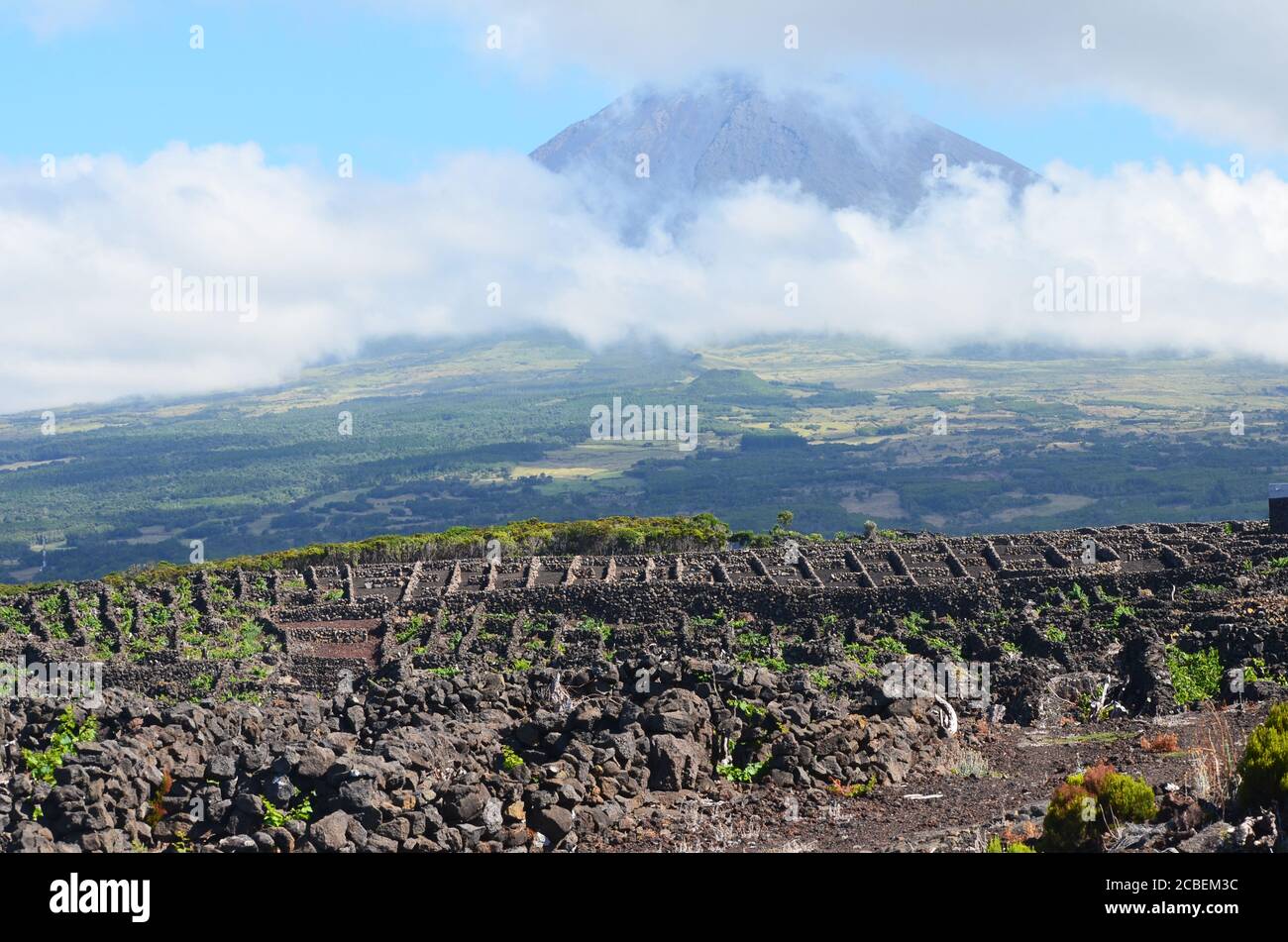 The conical Pico volcano looming ove traditional vineyards in Pico ...
