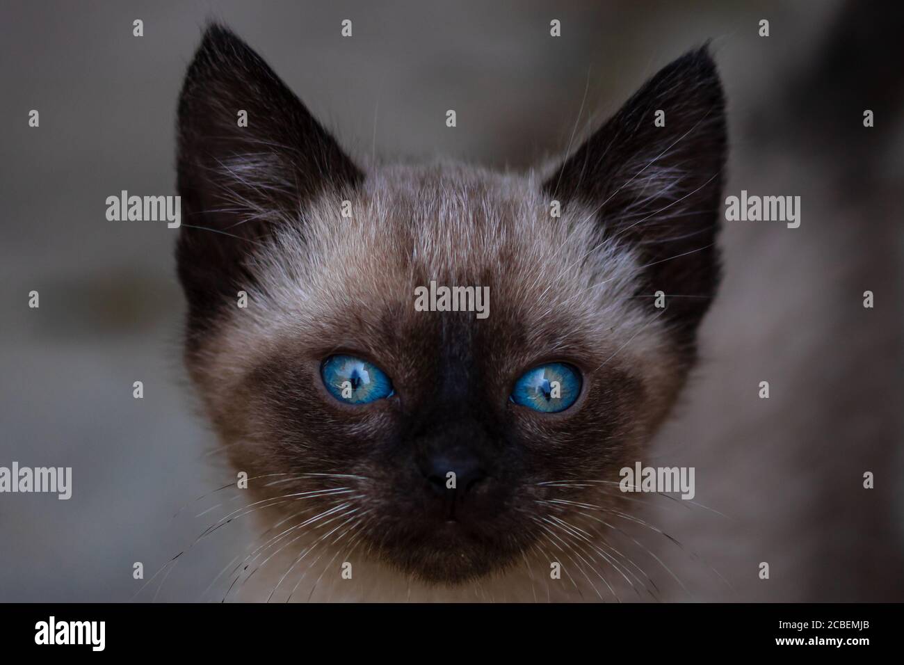 Close up, focus on beautiful blue eyes of a little brown tan kitten ...