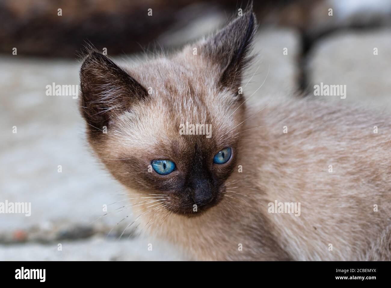 Close up of playful little cat, little brown tan kitten with beautiful ...