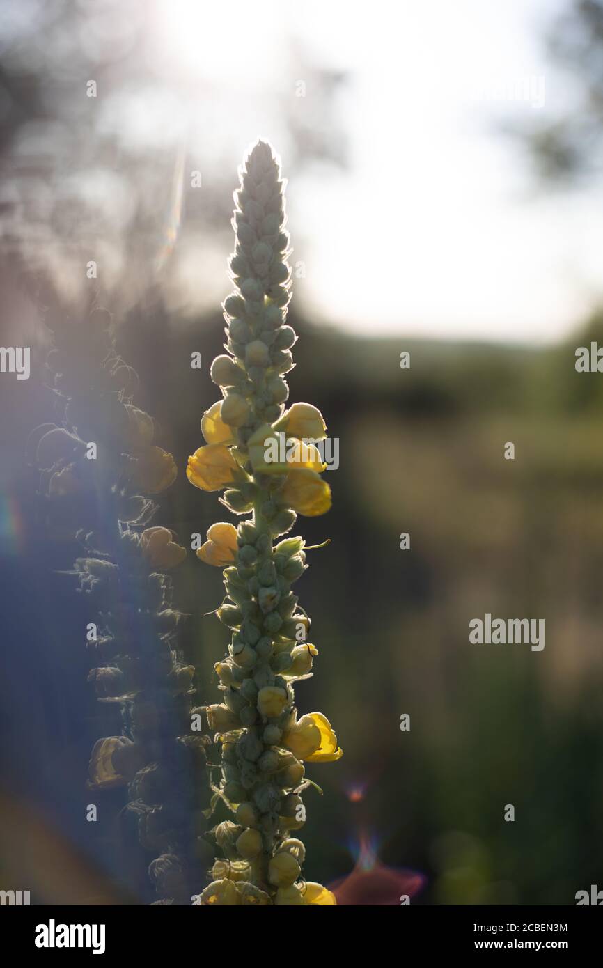yellow mullein (Verbascum Stock Photo - Alamy