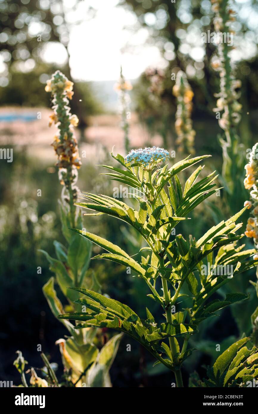 yellow mullein (Verbascum Stock Photo - Alamy