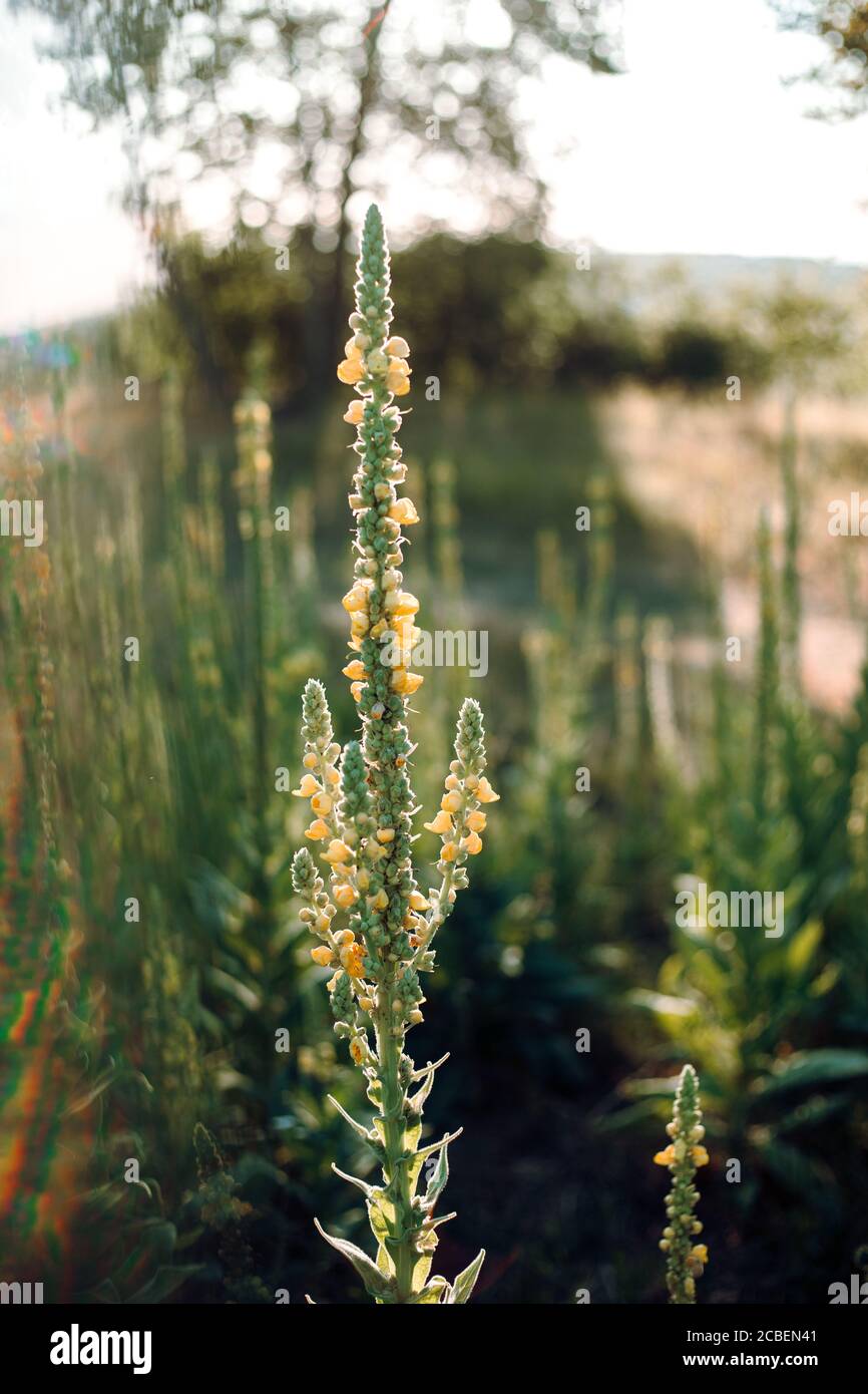 yellow mullein (Verbascum Stock Photo - Alamy