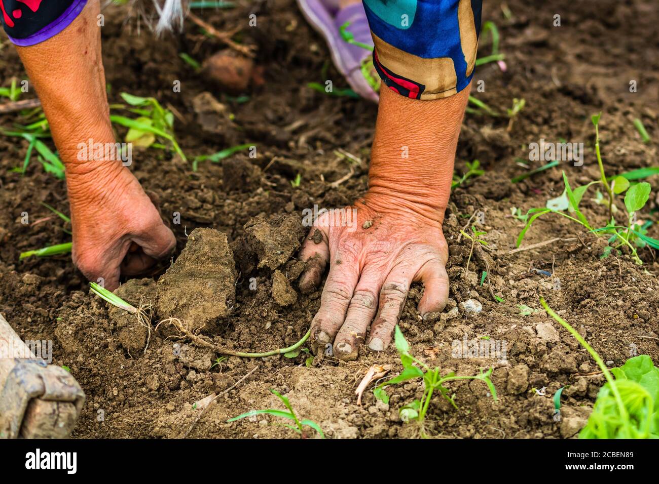 Harvesting and digging potatoes with hoe and hand in garden. Digging ...