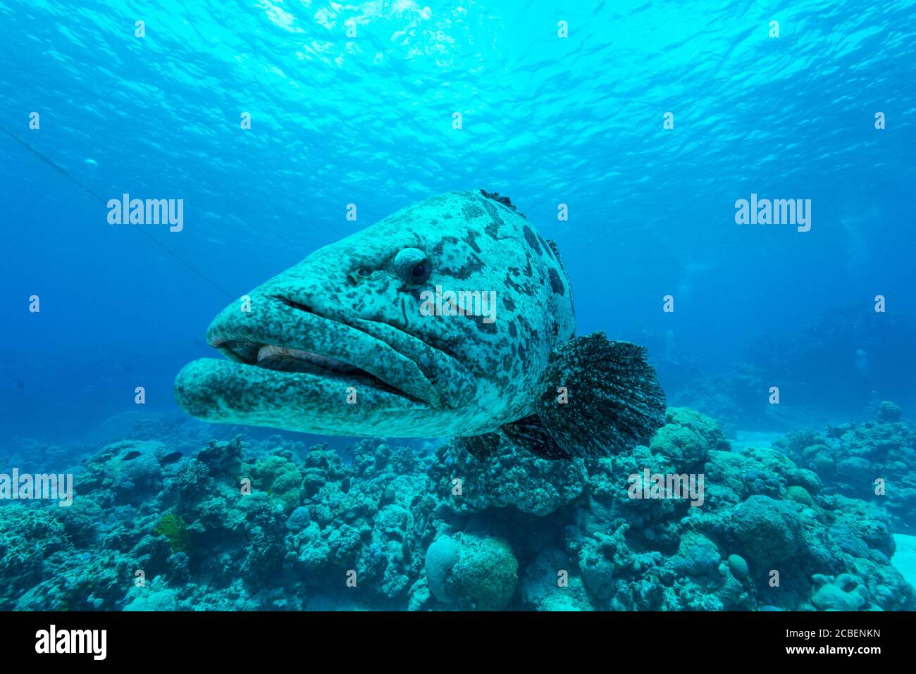 Closeup of a large grouper swimming under water Stock Photo - Alamy