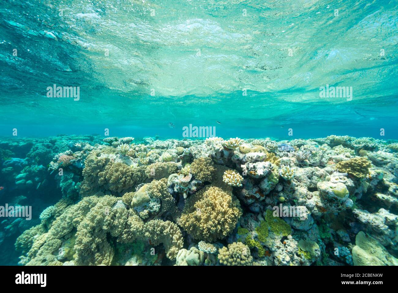 Closeup shot of coral reefs located in the clear blue water Stock Photo ...