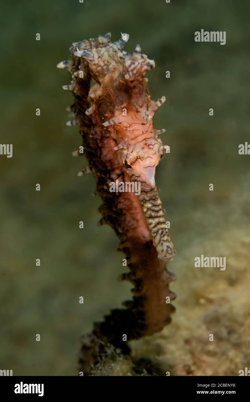 Vertical closeup shot of a seahorse under the water Stock Photo - Alamy
