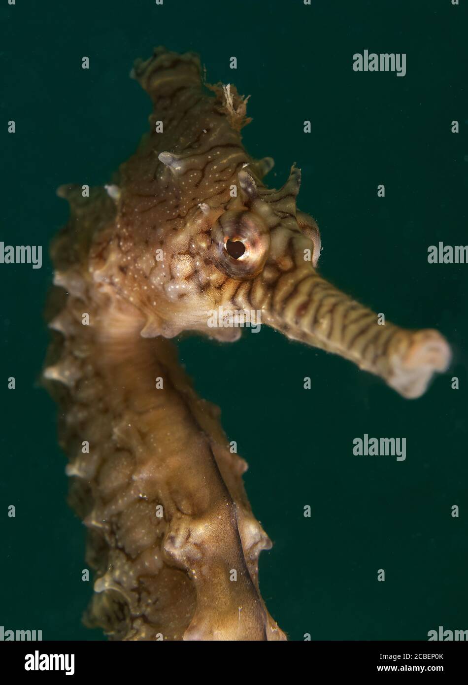 Vertical closeup shot of a seahorse under the water Stock Photo - Alamy