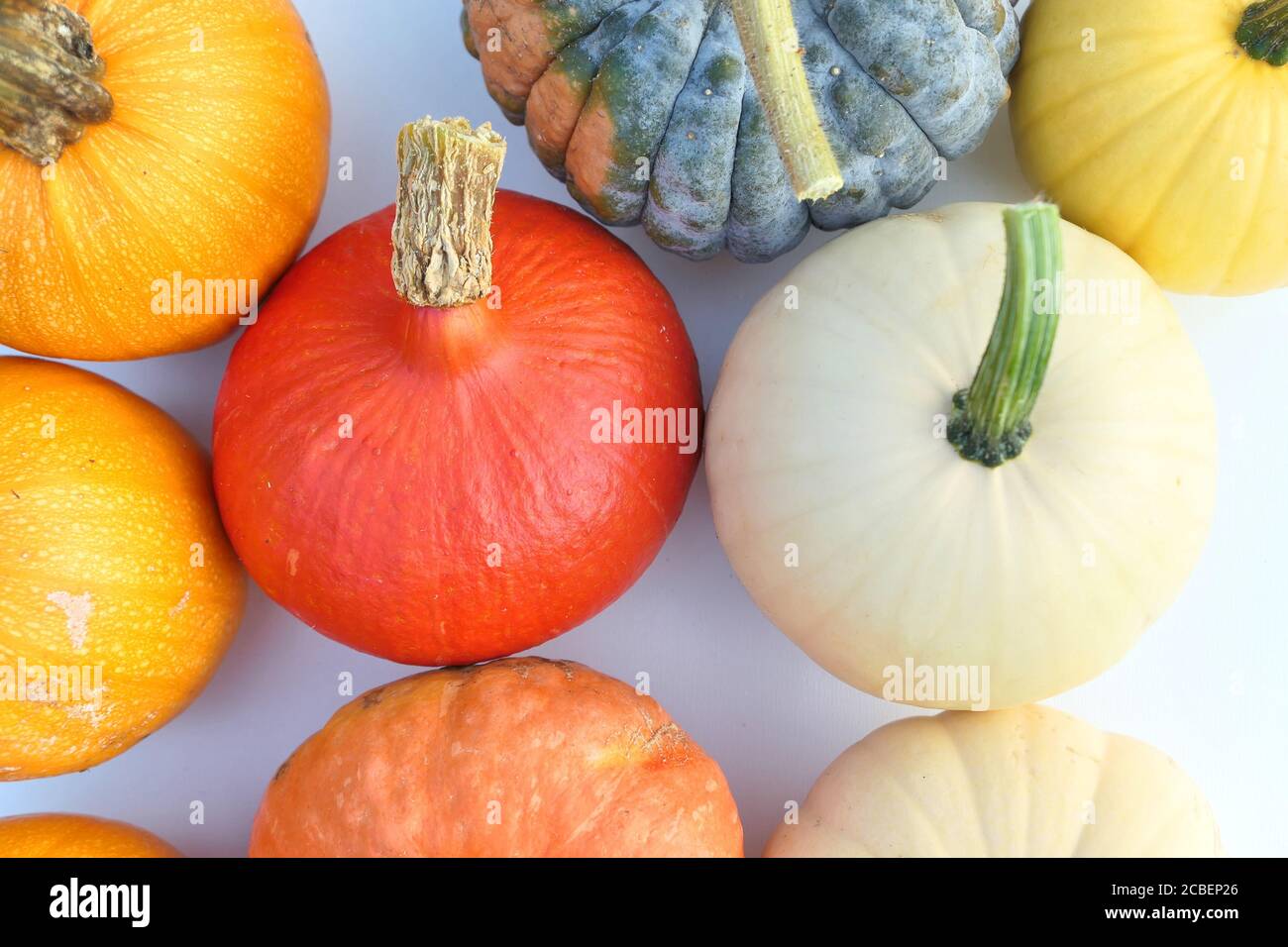 Colorful autumn pumpkins background. Different varieties Stock Photo ...